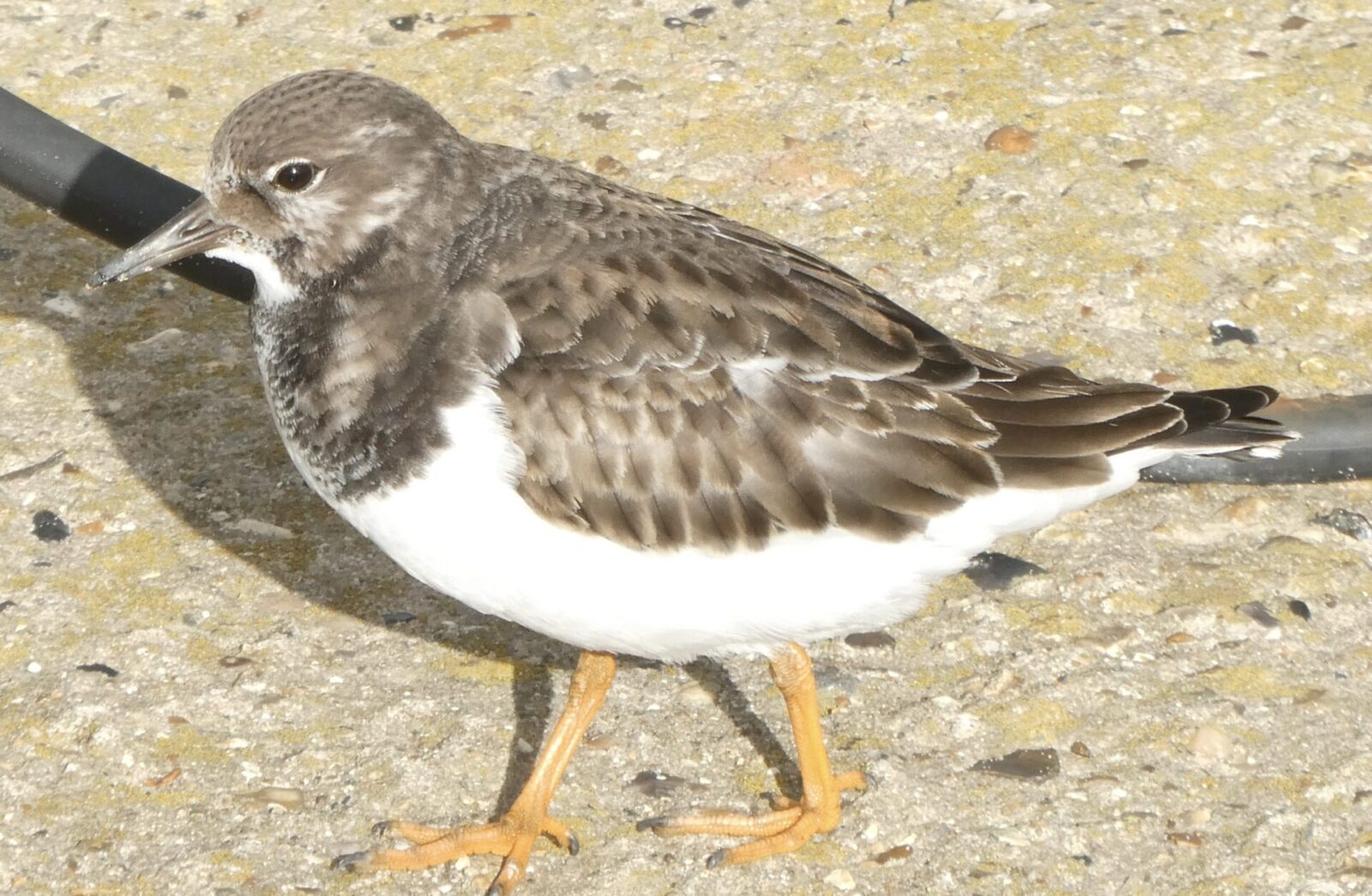 Bird Watching - Halesworth and District